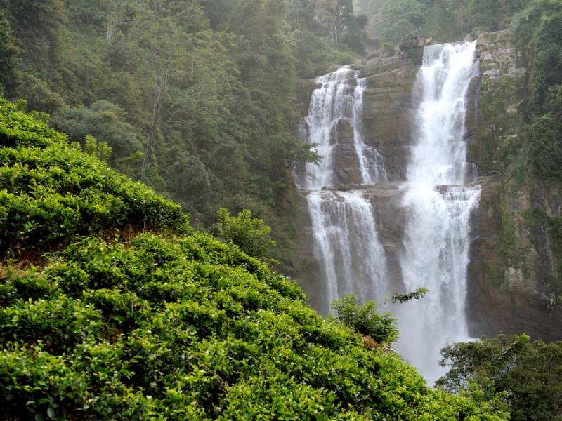 Cinnamon Stay Munnar